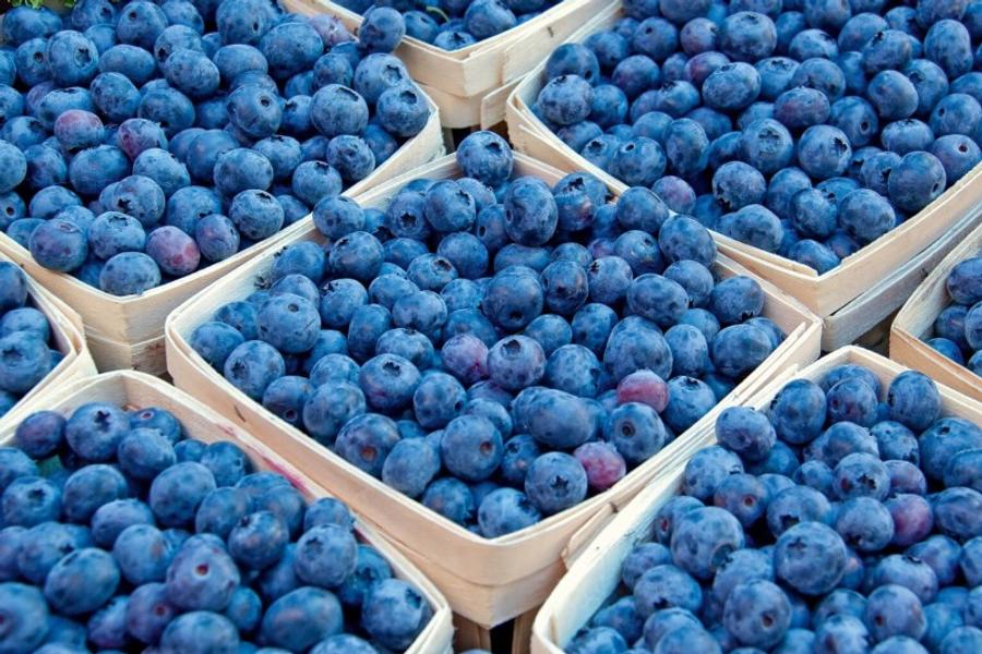 Morocco's Blueberry Exports Skyrocket: A 25% Surge to Record 67,300 Tons